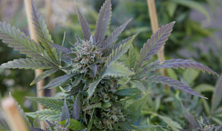 Purple Urkle Strain: Snoozy Bedtime Indica | Takoma Wellness